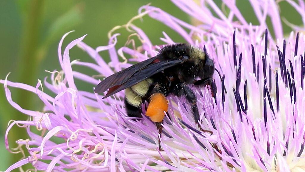 American Bumble Bee from Harris County, TX, USA on June 20, 2024 at 09: ...