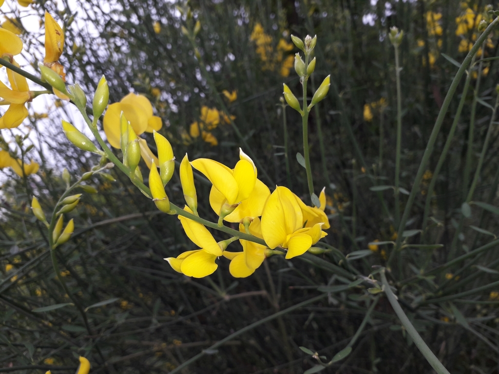 Spanish Broom from Tbilisi, GE-TB-TB, GE on May 23, 2019 at 12:48 PM by ...