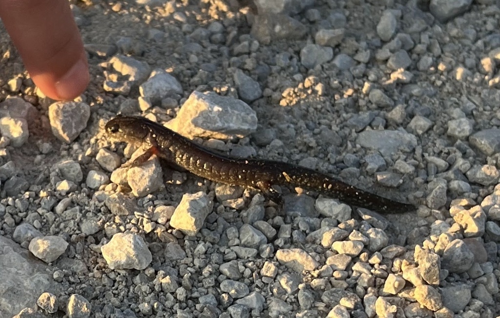 Small-mouthed Salamander from Fish Hatchery Rd, Lewisville, TX, US on ...