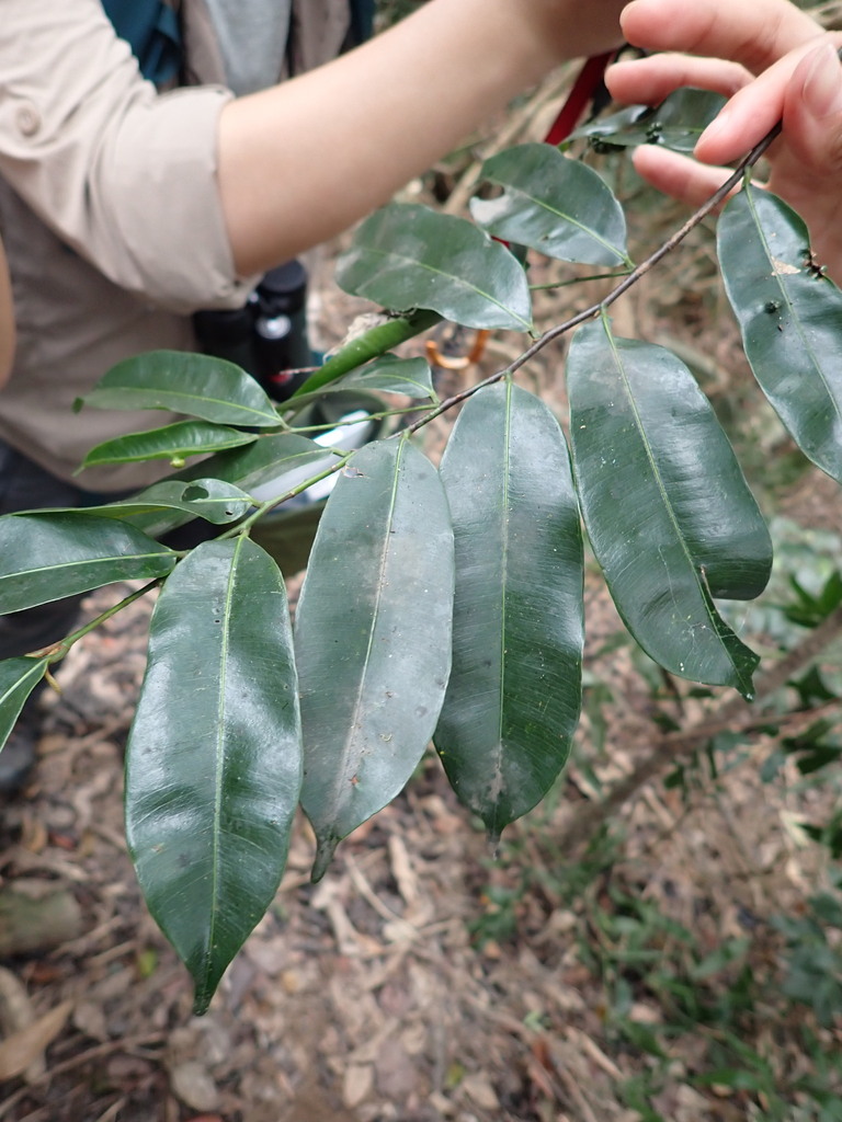 Donella lanceolata in May 2024 by glo_cheung · iNaturalist