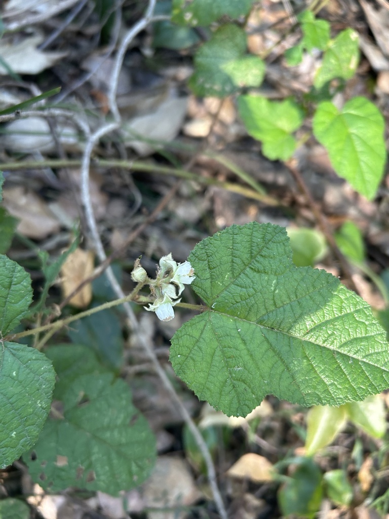 Molucca Bramble from Toohey Forest Park, Nathan, QLD, AU on June 21 ...