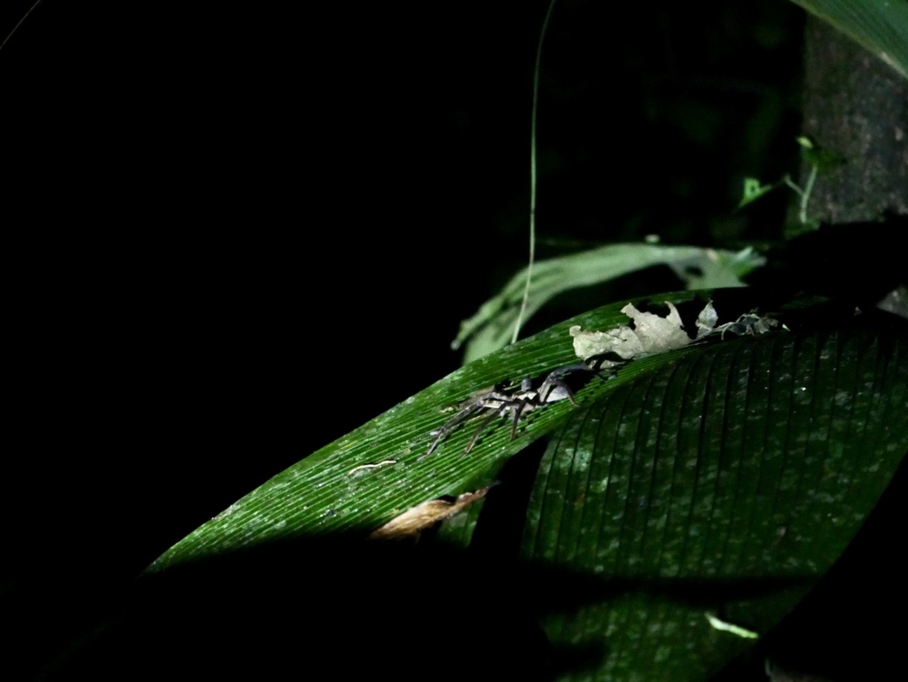 Wolf Spiders and Allies from Heredia Province, Sarapiqui, Costa Rica on ...