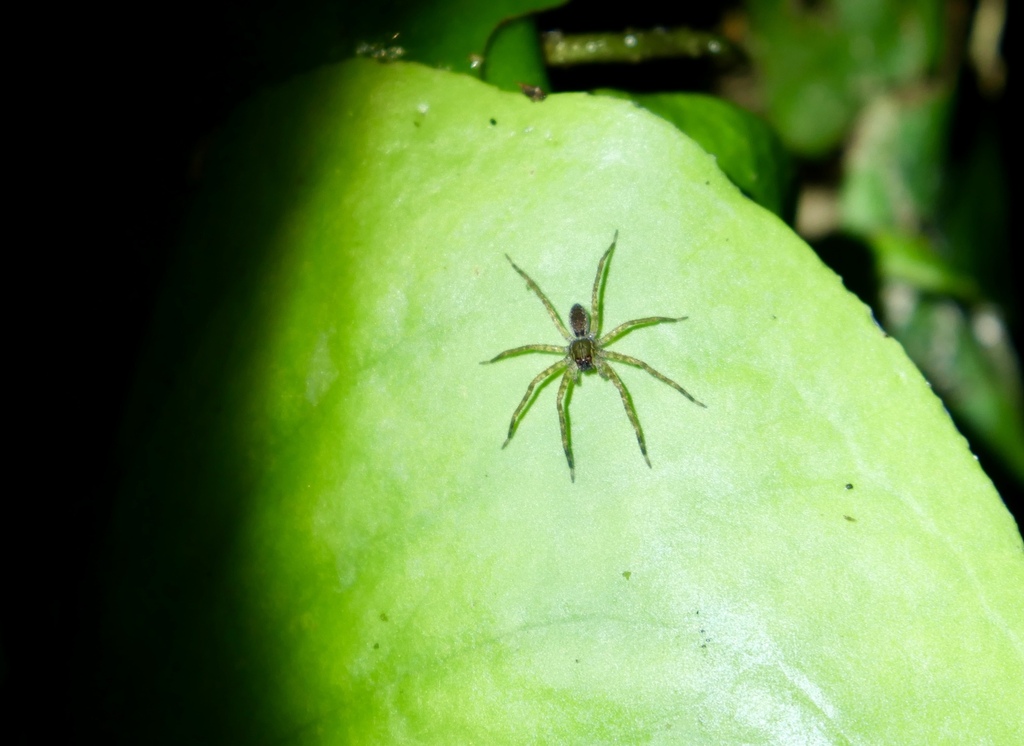 Wolf Spiders and Allies from Heredia Province, Sarapiqui, Costa Rica on ...