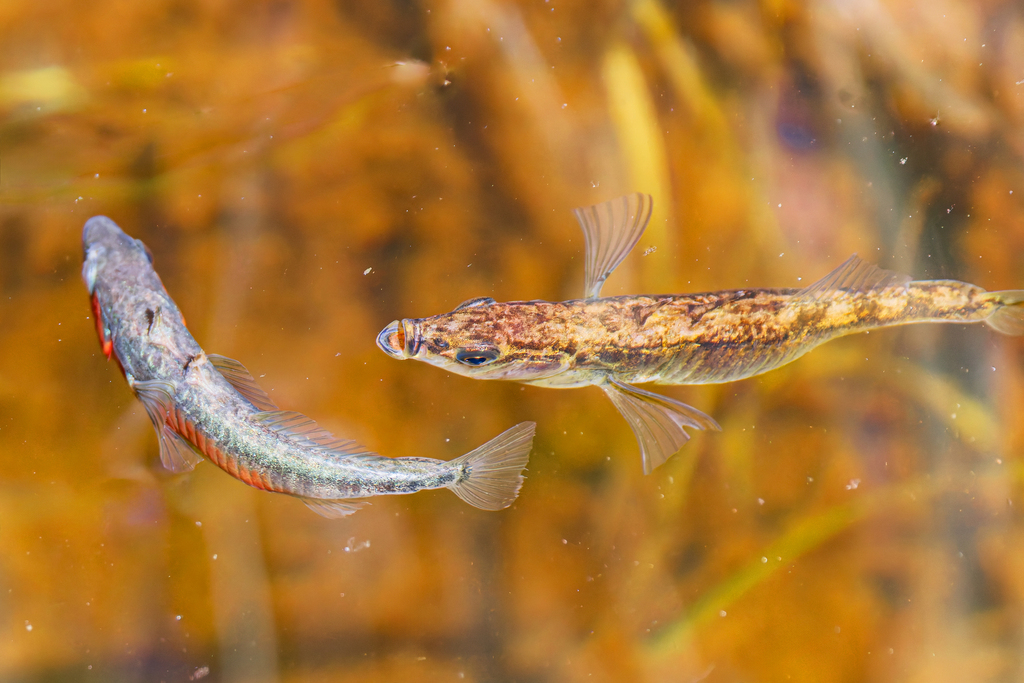 Threespine Stickleback from Old Seward / Oceanview, Anchorage, AK, USA ...