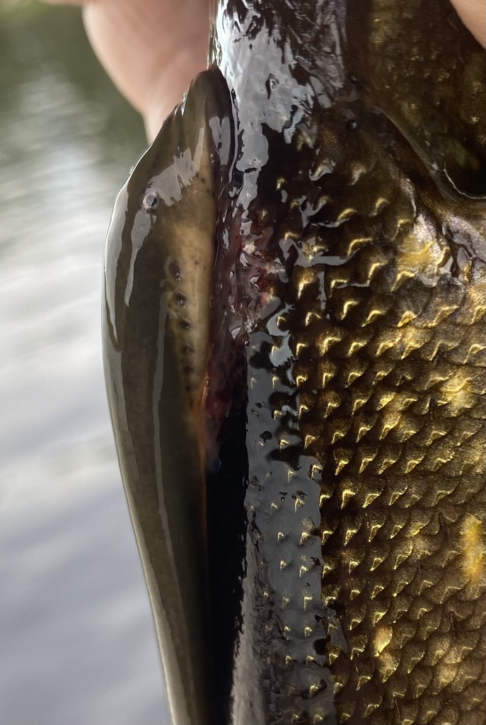 Silver Lamprey from Crane Lake, Crane Lake, MN, US on June 20, 2024 at ...