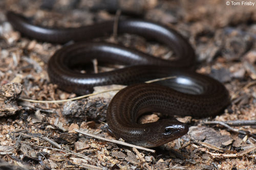 Five-clawed Worm-skink (Anomalopus mackayi) · iNaturalist