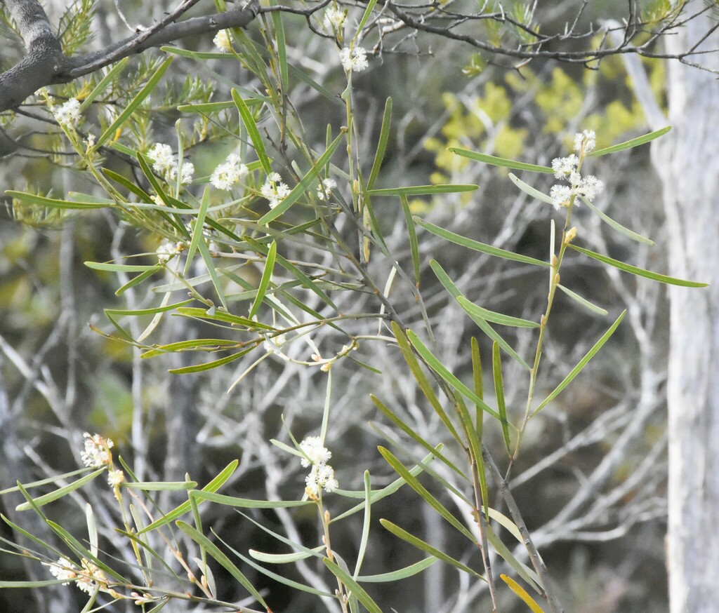 Sweet Wattle from Sunshine Coast QLD, Australia on June 21, 2024 at 09: ...