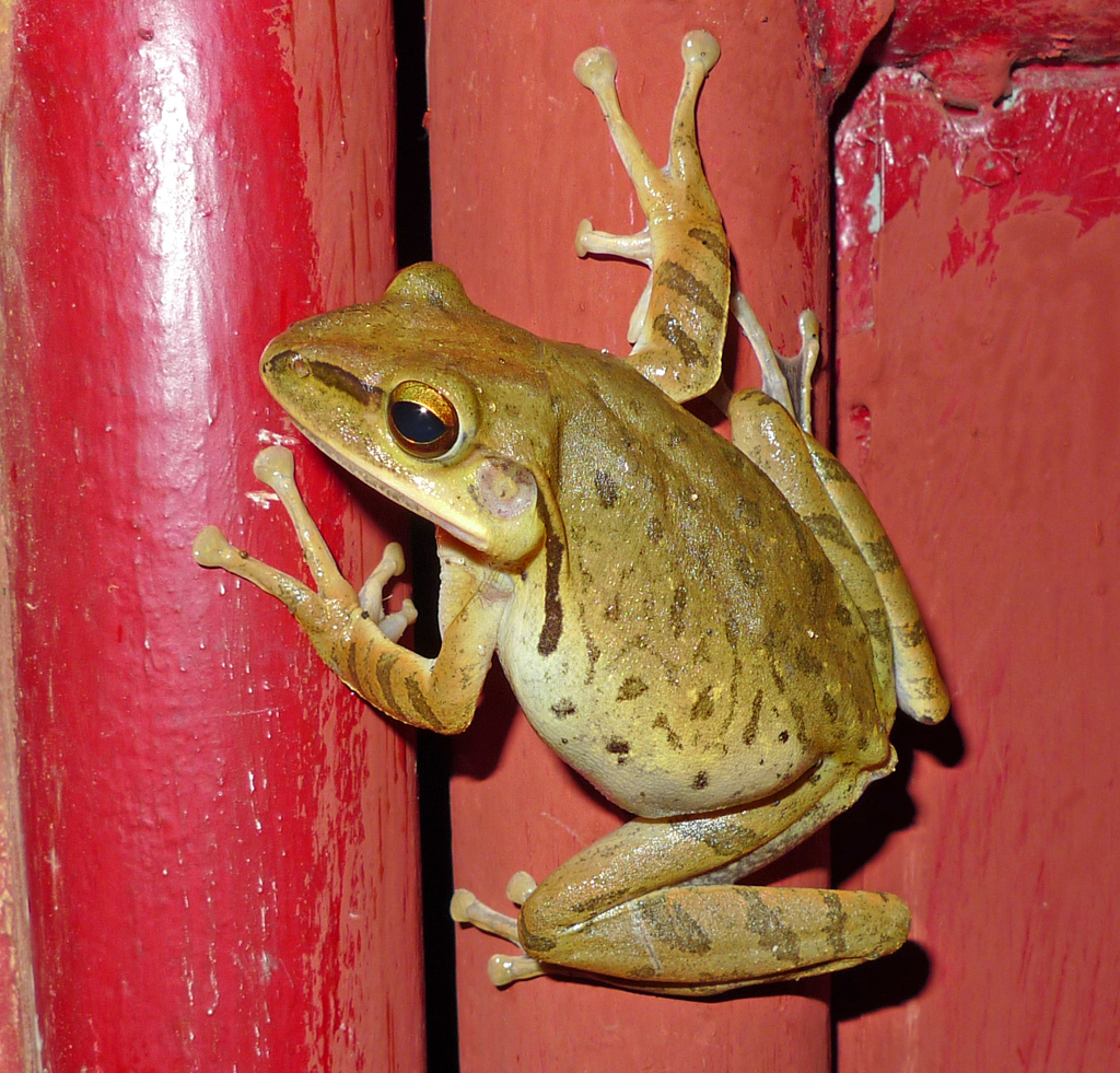 Common Southeast Asian Tree Frog in November 2010 by Kati Eschweiler ...