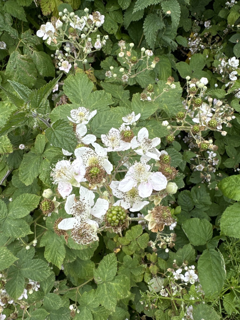 Armenian Blackberry from Merchant Close, Bootle, England, GB on June 21 ...