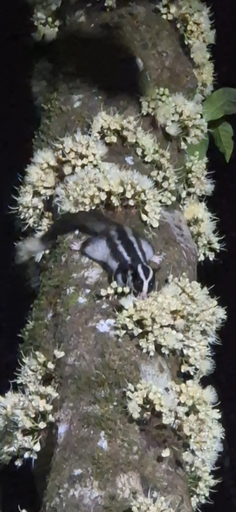 Striped Possum from Eacham, AU-QL, AU on June 21, 2024 at 08:31 PM by ...