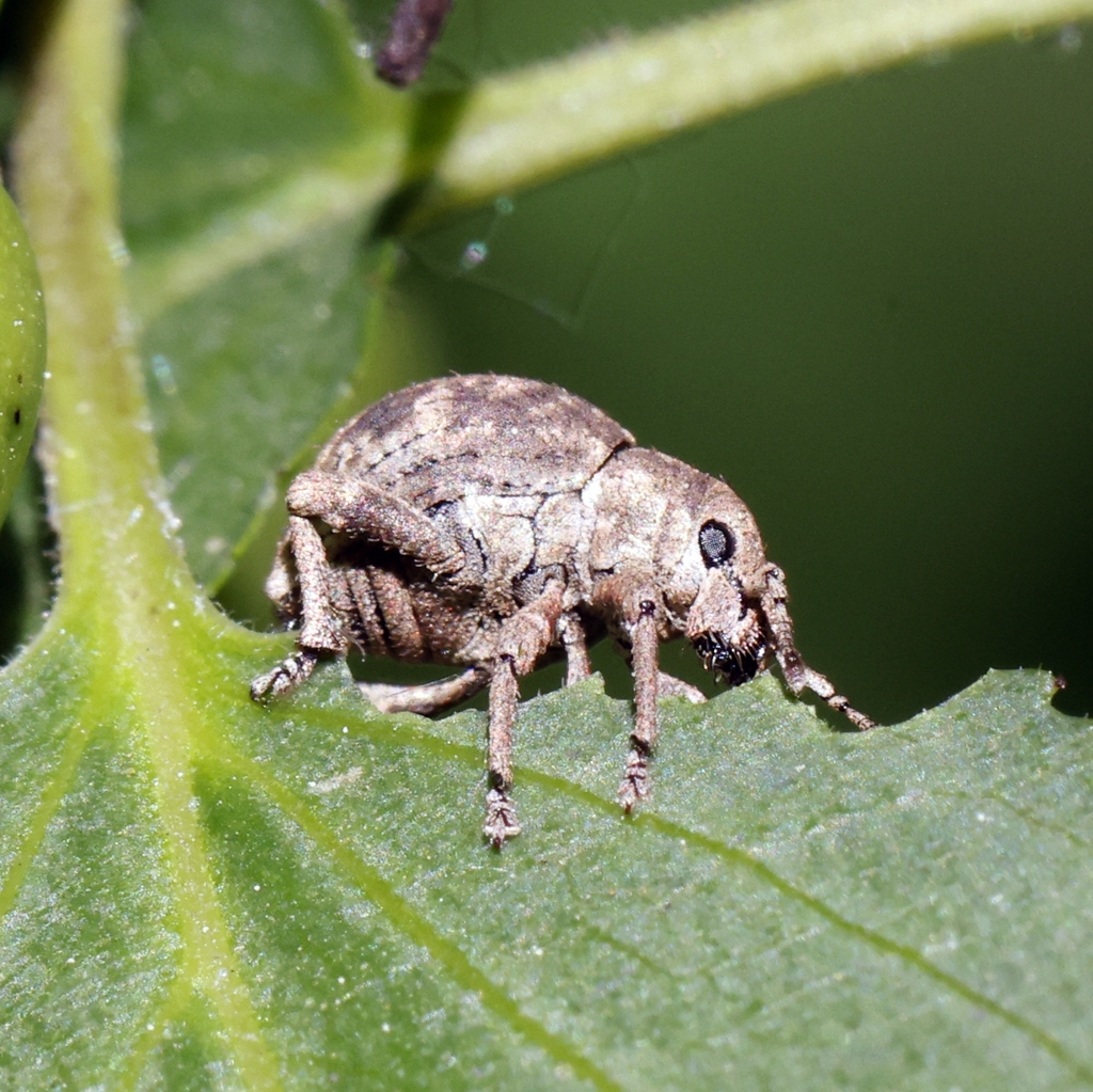 Two-banded Japanese Weevil from For-Mar Nature Preserve & Arboretum on ...