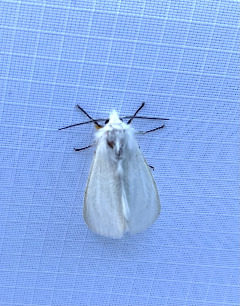 Fall Webworm Moth from St-Magloire, QC, CA on June 21, 2024 at 05:42 AM ...