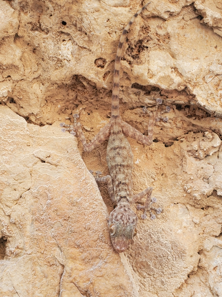 Ruus al Jibal Fan-toed Gecko from Al Rams Dhaya - Ras Al-Khaimah ...