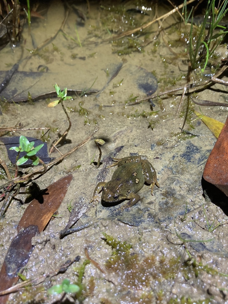 Otway Smooth Frog in June 2024 by Max Sonnemann · iNaturalist