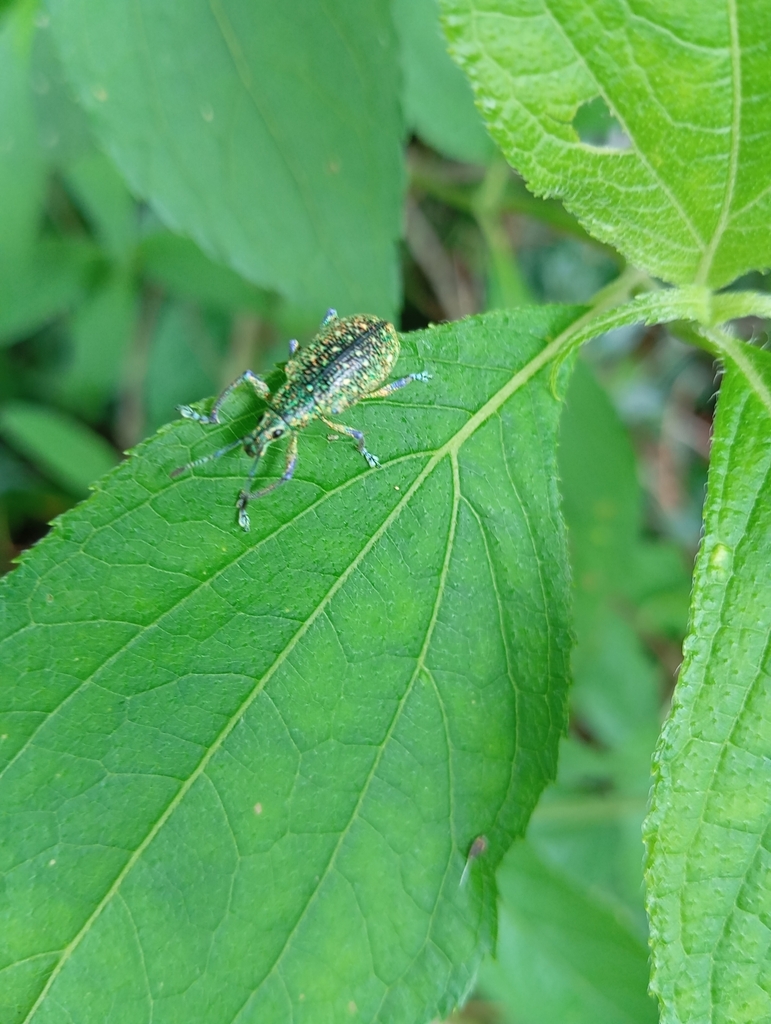 Exophthalmus jekelianus from San Carlos, Provincia de Panamá Oeste ...
