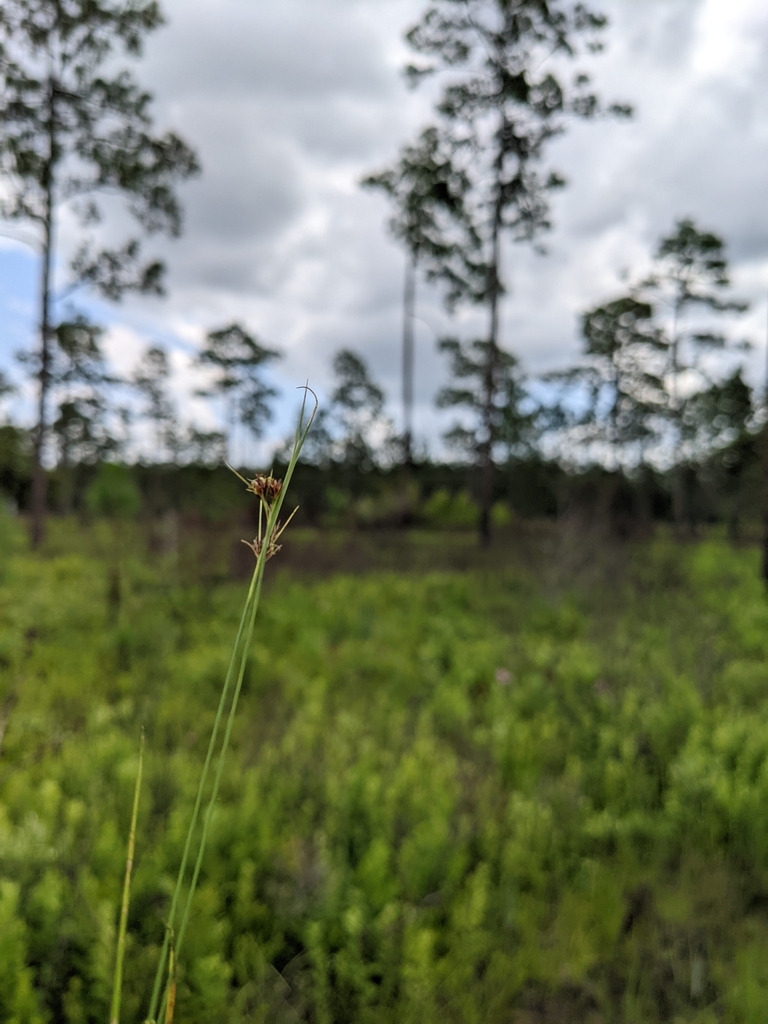 Savannah Beakrush in June 2024 by Eric Ungberg. Achenes not ridged or ...