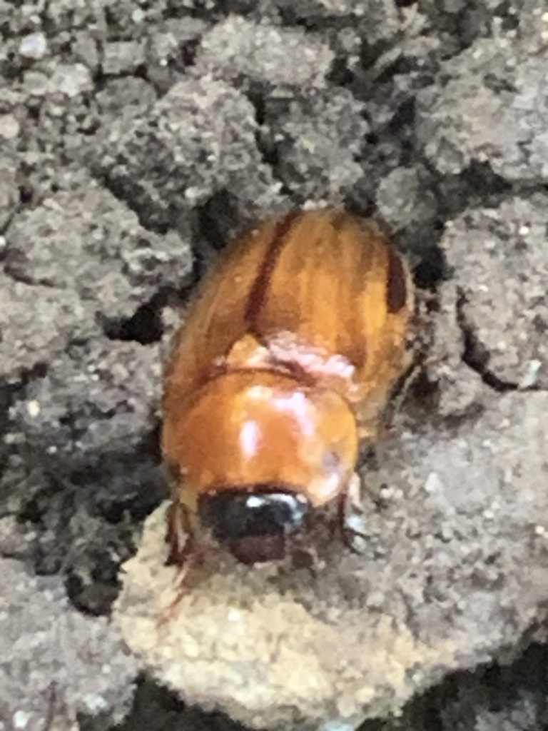 Southern Masked Chafer from Princeton Way NE, Atlanta, GA, US on June ...
