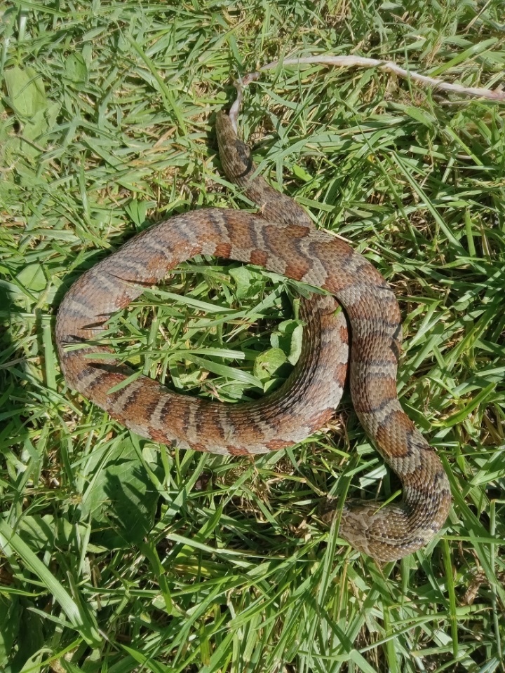 Common Watersnake from Godfrey, IL, US on June 21, 2024 at 10:06 AM by ...