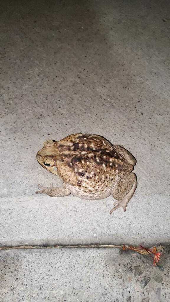 Giant Toad from San Clemente de Lima, Nay., México on June 20, 2024 at ...