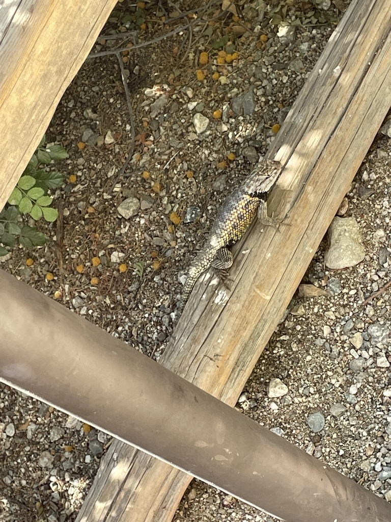 Desert Spiny Lizard from The Living Desert Zoo and Gardens, Indian ...