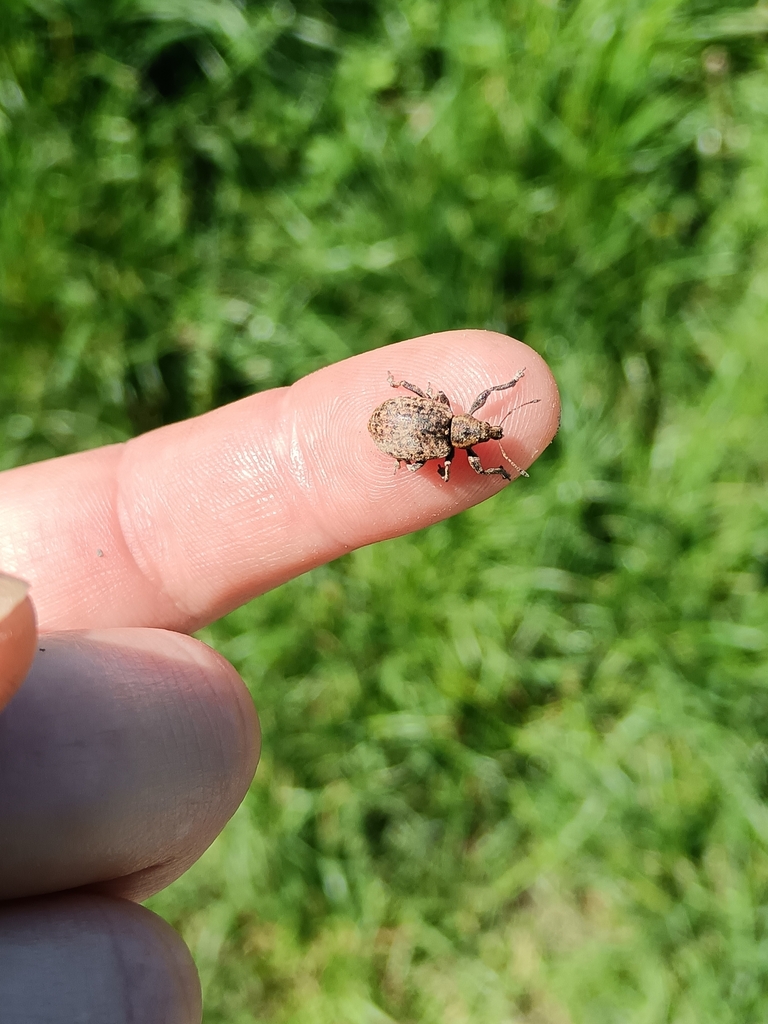 chequered weevil from Shrewsbury SY2 6GG, UK on May 9, 2024 at 11:57 AM ...