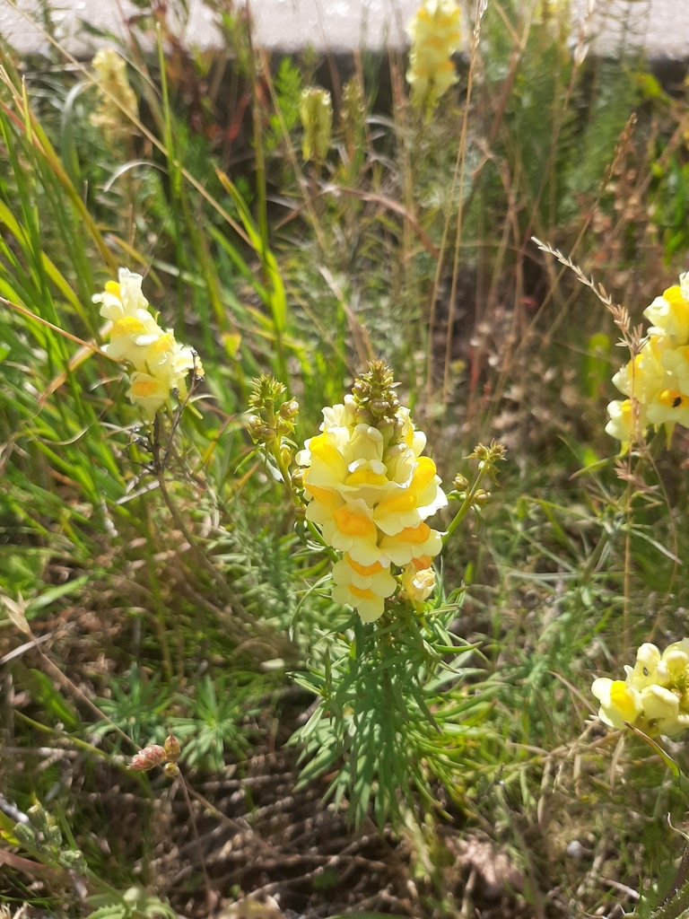 common toadflax from Northstowe, Cambridge CB24 1DJ, UK on June 21 ...