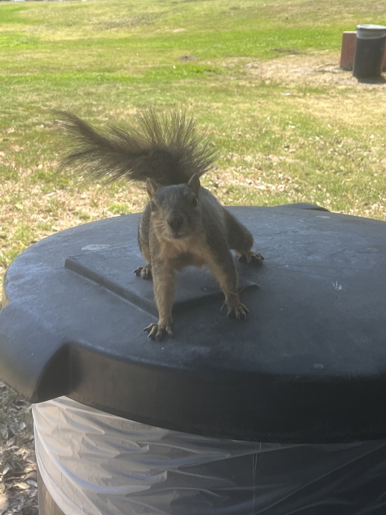 Eastern Fox Squirrel from Del Rey Lagoon, Los Angeles, CA, US on June ...