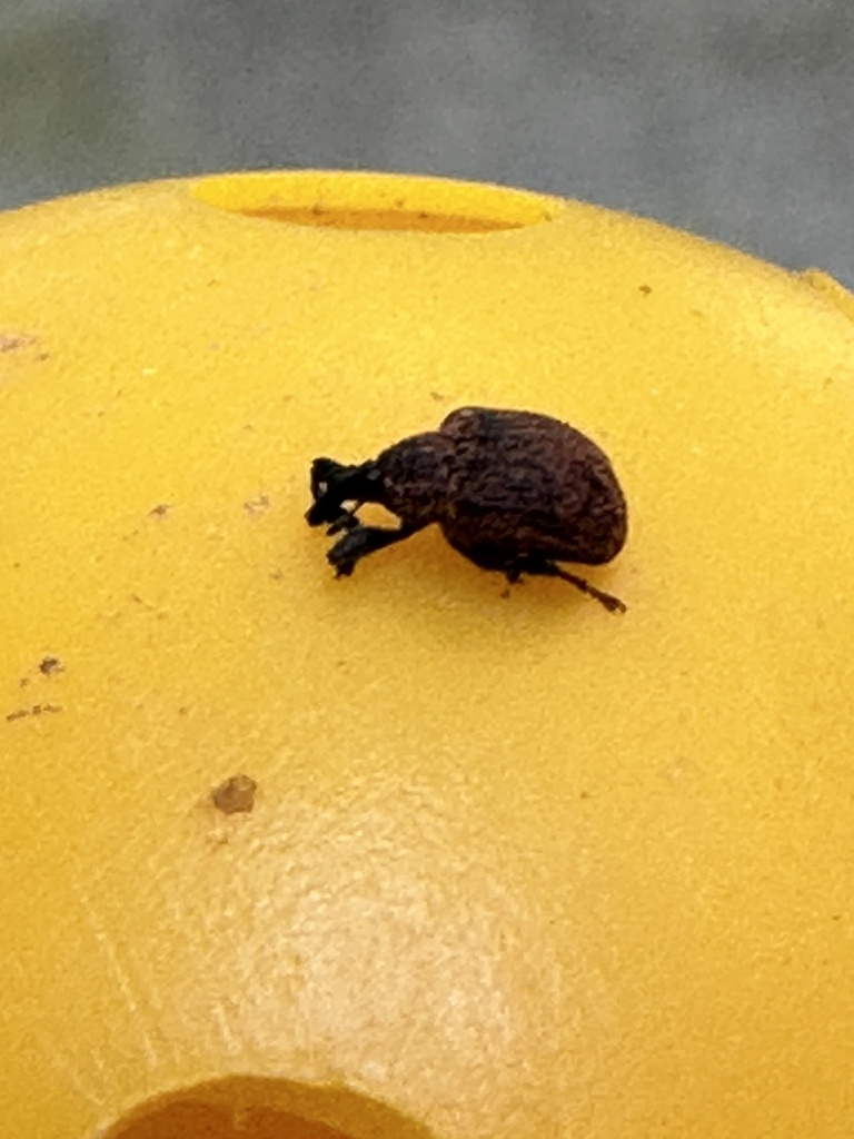 Yellow Poplar Weevil from Holly Berry Rd, Fredericksburg, VA, US on ...