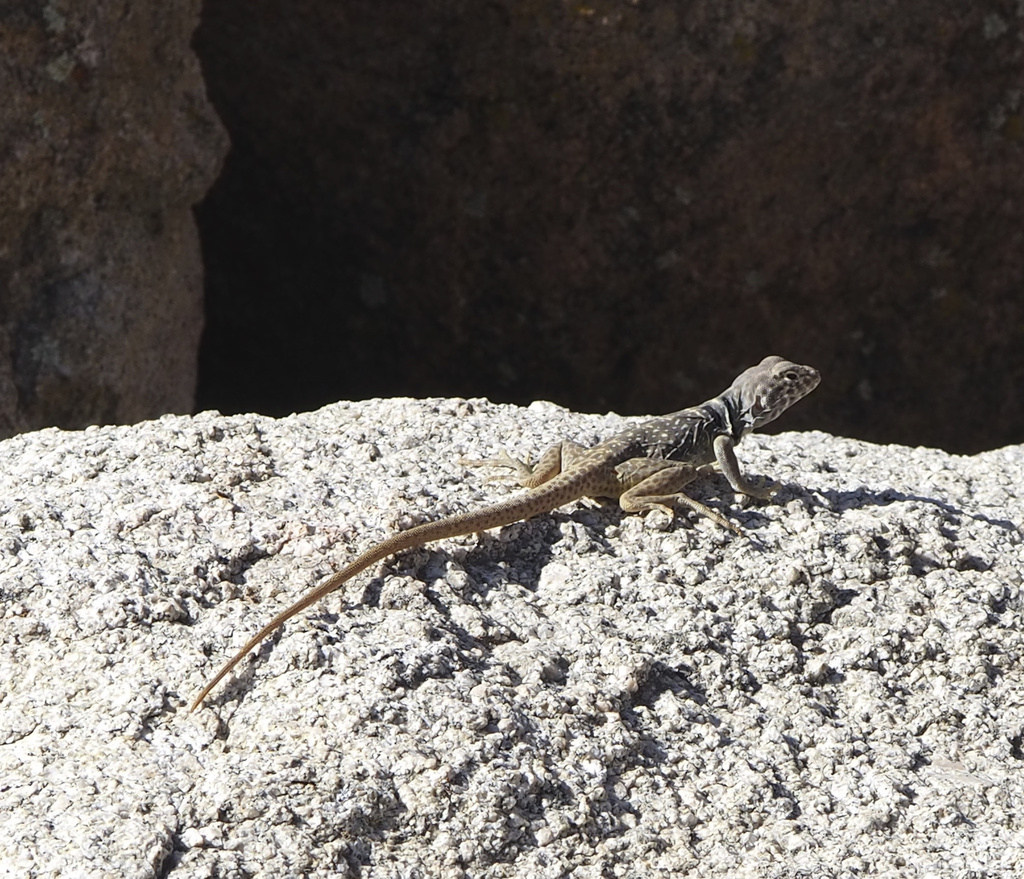 Desert Collared Lizard from Joshua Tree National Park, San Bernardino ...