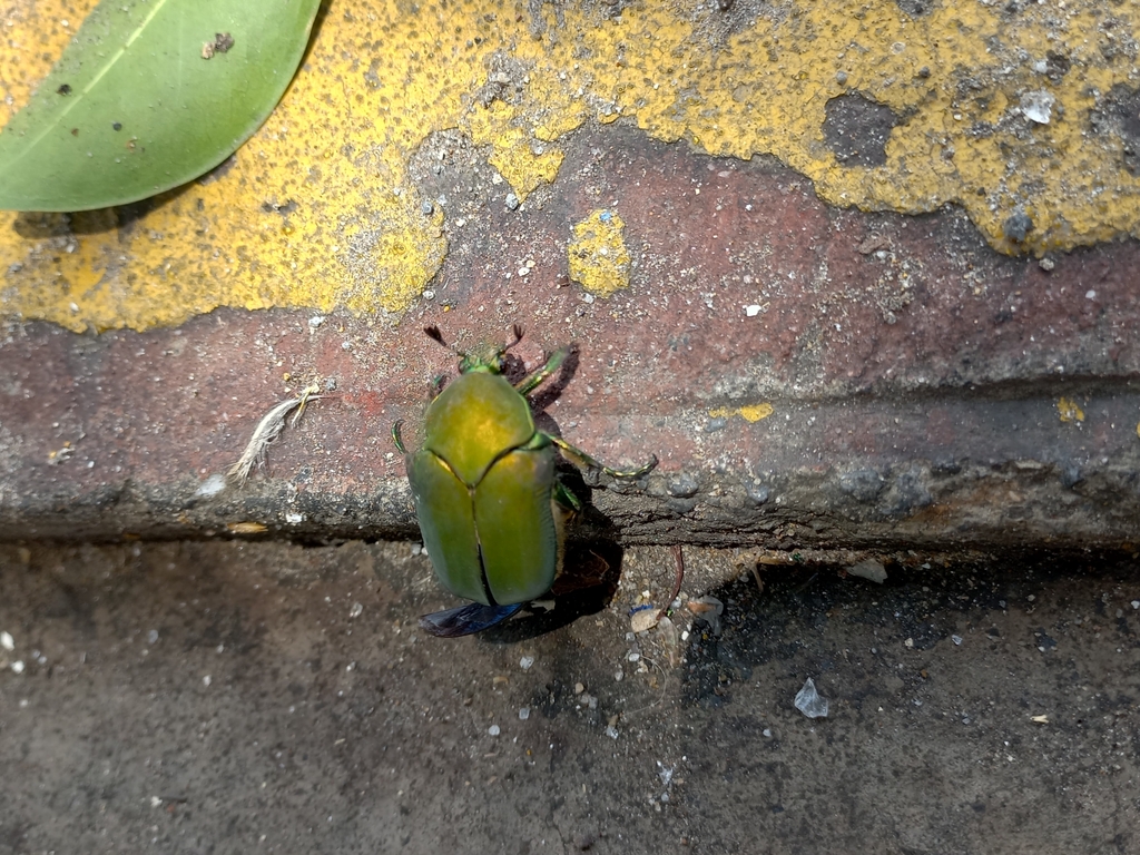 Mayate esmeralda desde Zitácuaro, MX-MC, MX el 21 de junio de 2024 a ...