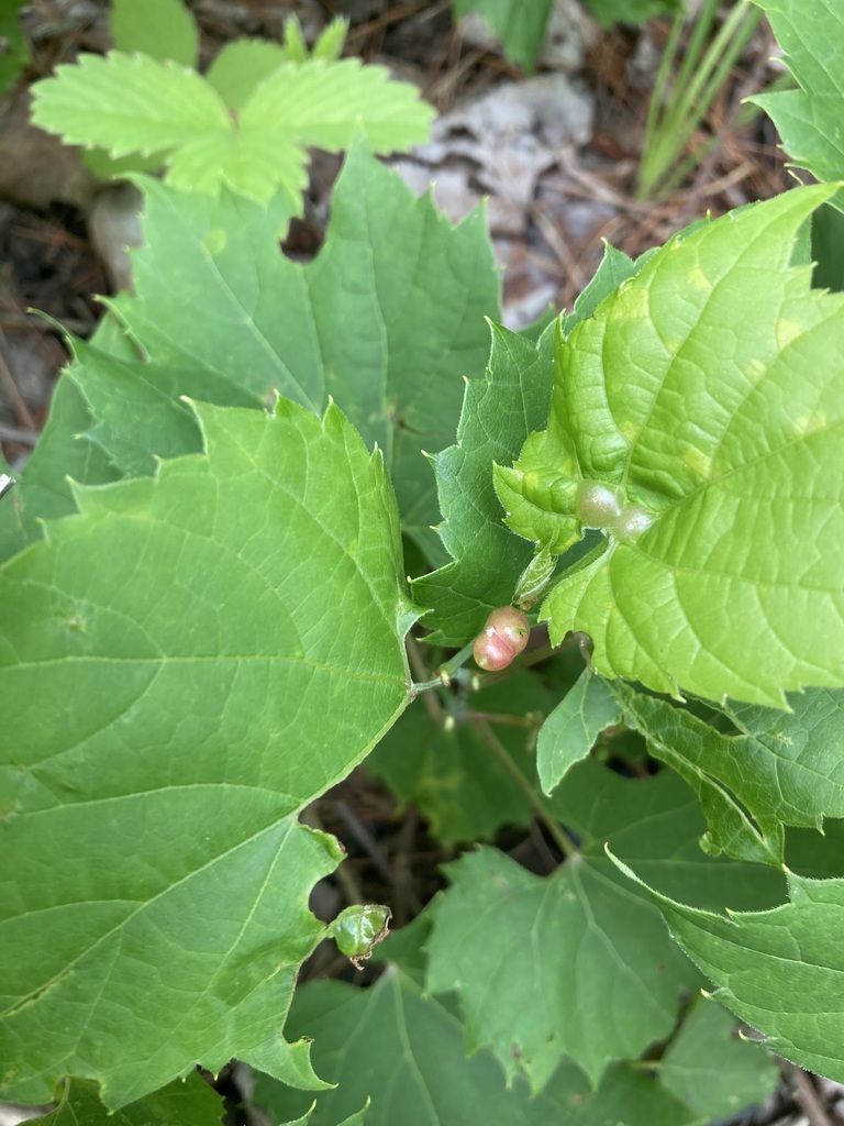 Grape Tumid Gallmaker Midge from Simcoe County, ON, Canada on June 21 ...