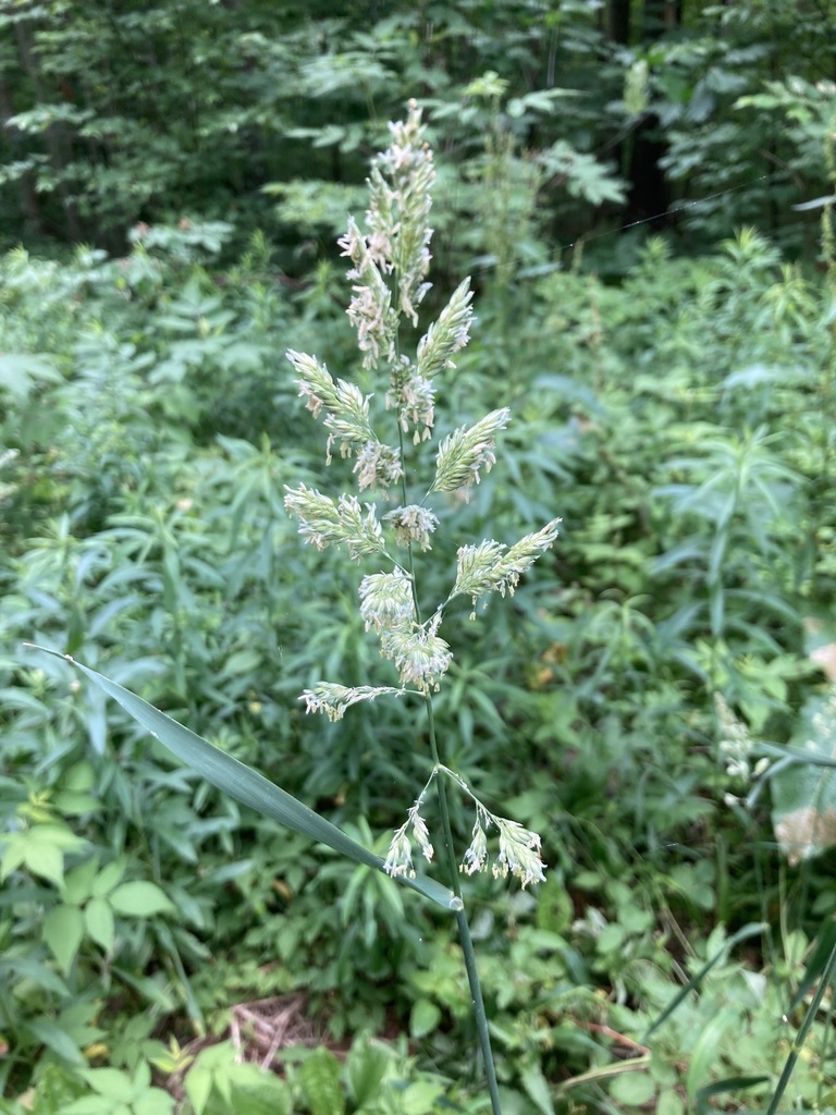 reed canary grass from Simcoe County, ON, Canada on June 21, 2024 at 11 ...