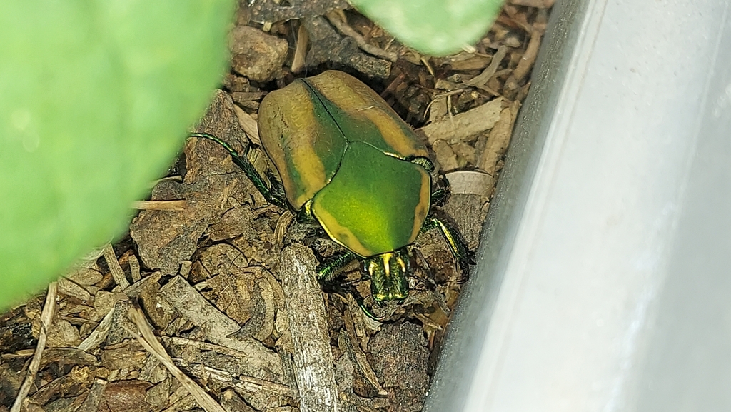 Mayate esmeralda desde México, Aguascalientes, Ags., México el 21 de ...