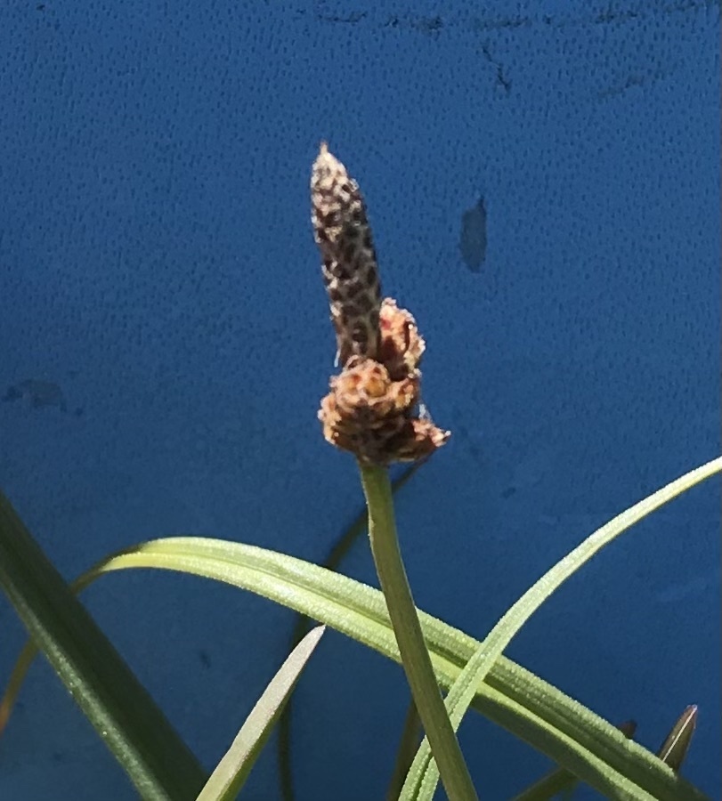 Rare Spring-sedge from North Pennines, Barnard Castle, England, GB on ...