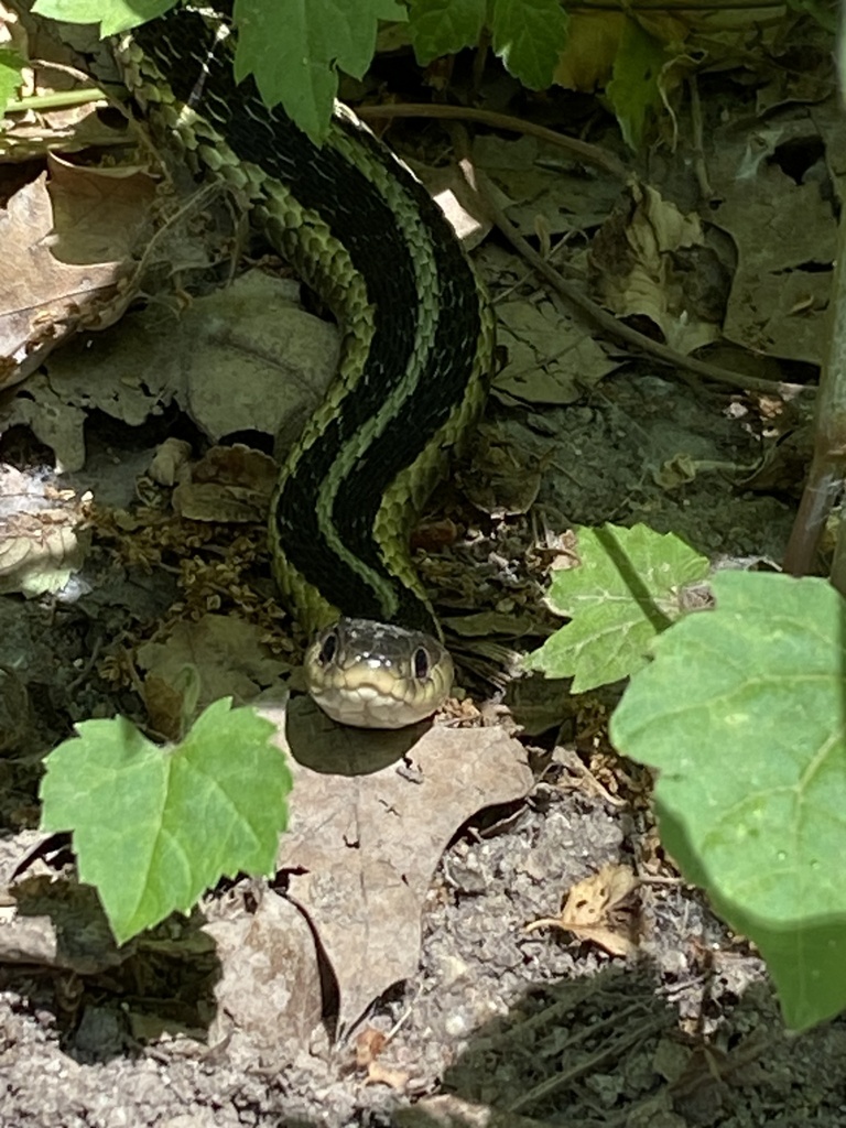 Common Garter Snake from Boot Lake Nature Preserve Trails, Elkhart, IN ...