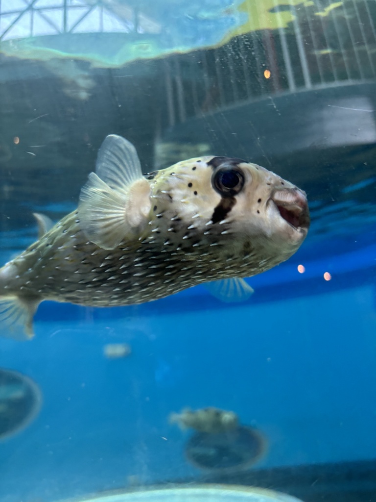 Diodon from Ripley's Aquarium of the Smokies, Gatlinburg, TN, US on ...