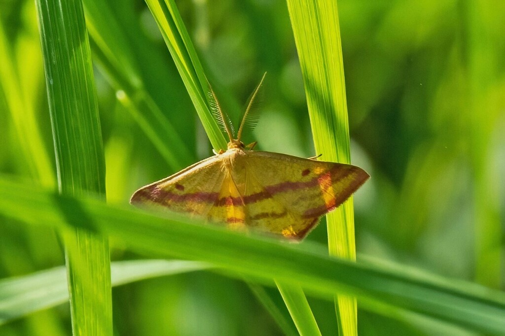 Chickweed Geometer Moth from Lancaster County, NE, USA on June 12, 2024 ...