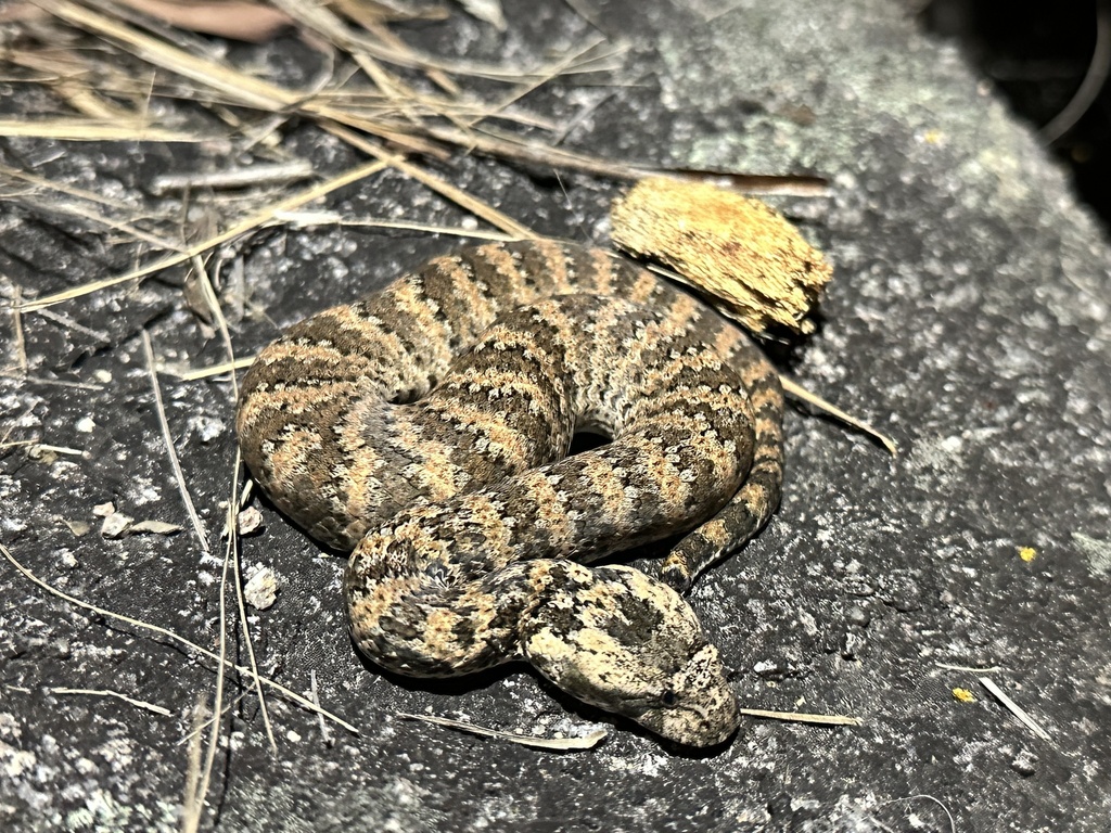 Northern Death Adder from Magnetic Island National Park, Florence Bay ...