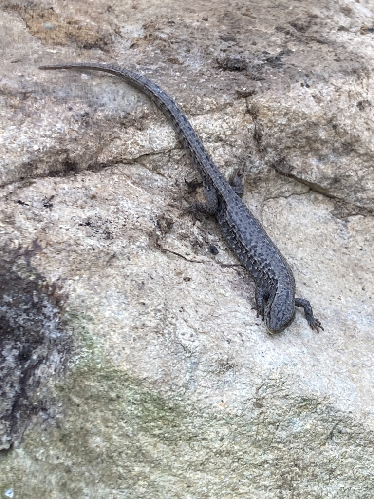 Northern Alligator Lizard from Harstine Island, Shelton, WA, US on June ...