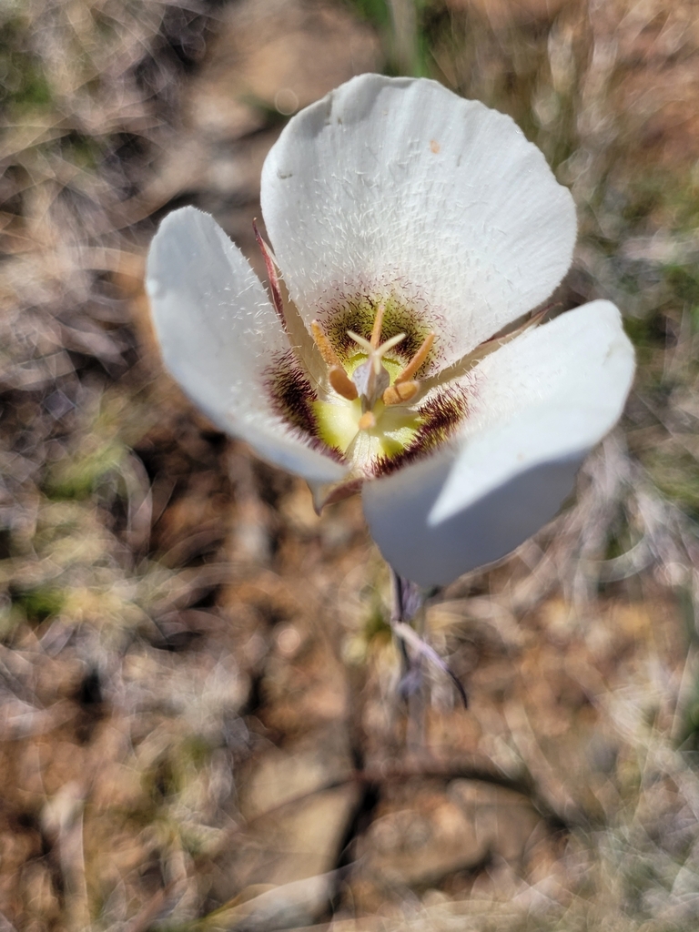 Howell's mariposa lily from O'Brien, OR 97534, USA on June 21, 2024 at ...