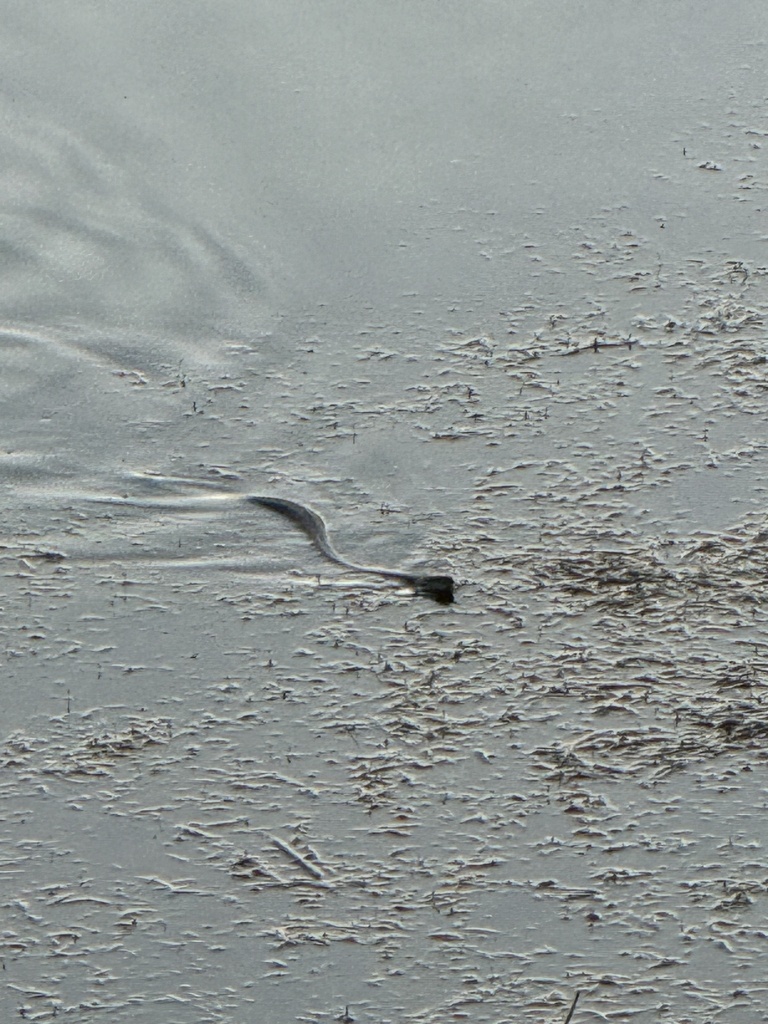 Common Watersnake from Duck Rd, Duck, NC, US on June 21, 2024 at 08:11 ...