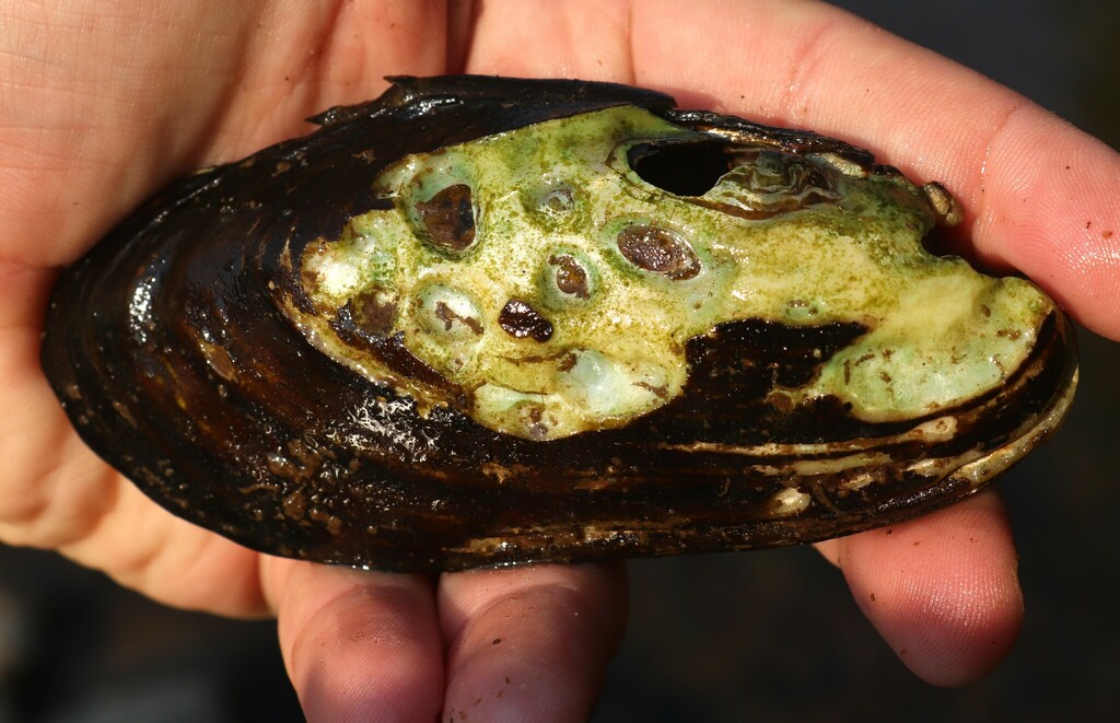 Black Sandshell from Oil City, PA 16301, USA on June 21, 2024 at 05:41 ...