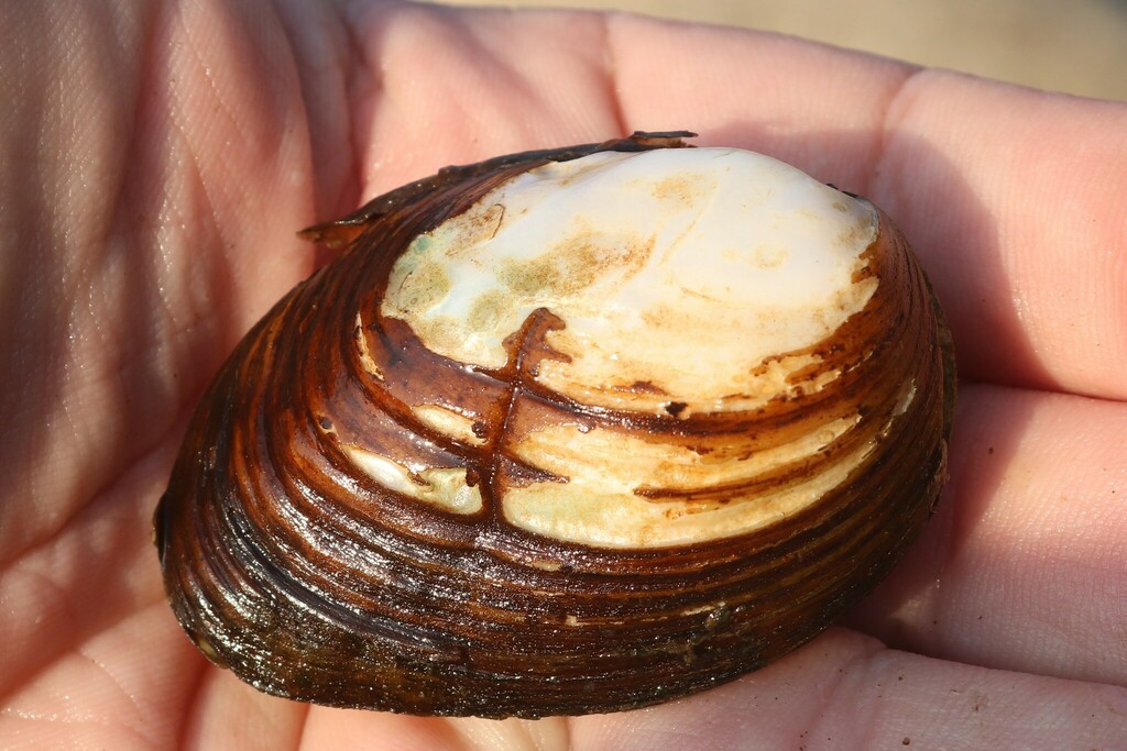 Round Pigtoe from Oil City, PA 16301, USA on June 21, 2024 at 05:58 PM ...