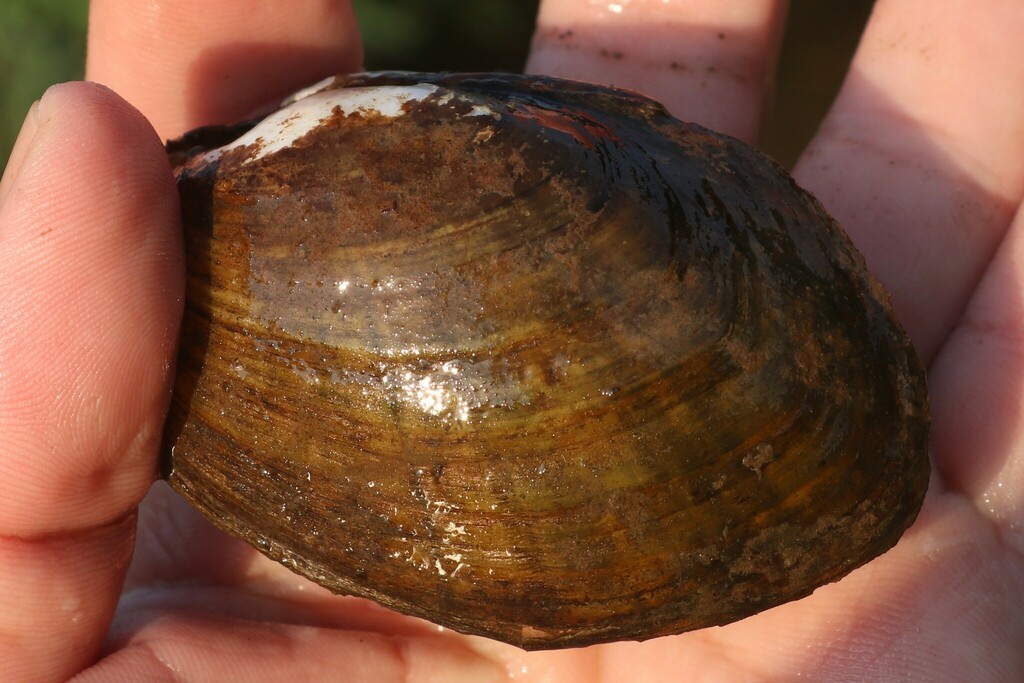 Mucket from Oil City, PA 16301, USA on June 21, 2024 at 06:06 PM by ...