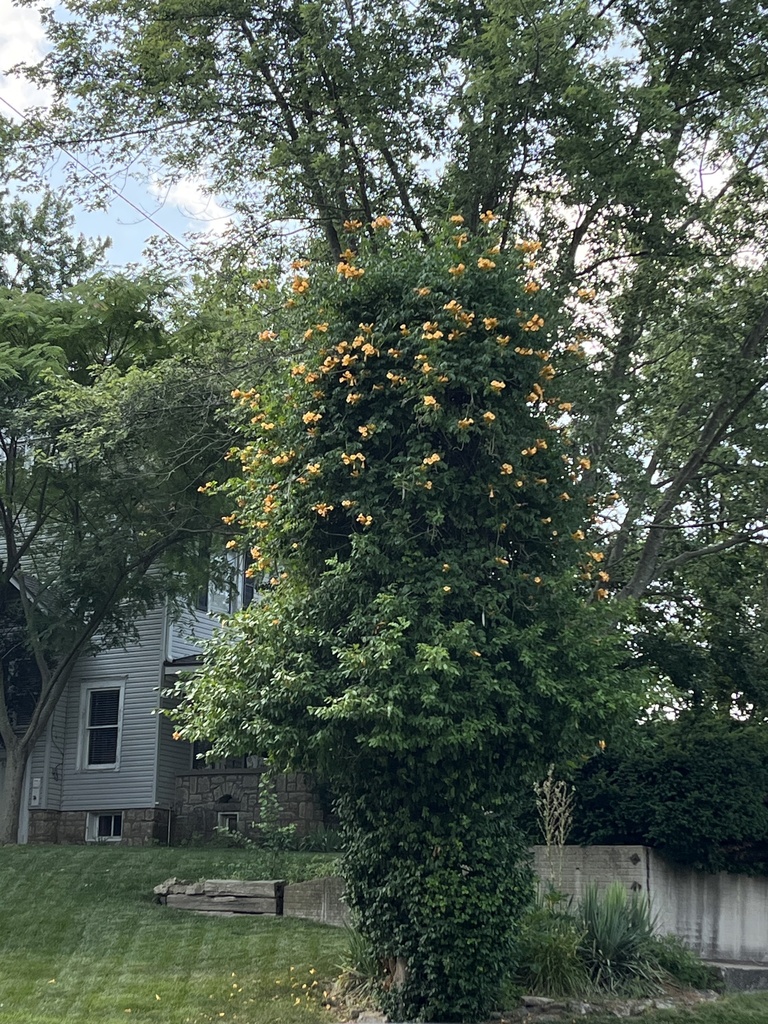 American trumpet vine in June 2024 by Raney Yelenich. especially orange ...