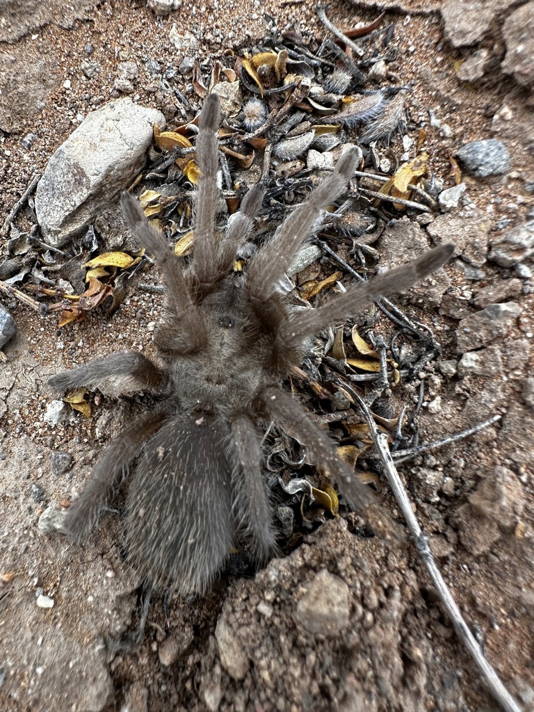 Chiricahuan Gray Tarantula from N Jornada Rd, Las Cruces, NM, US on ...