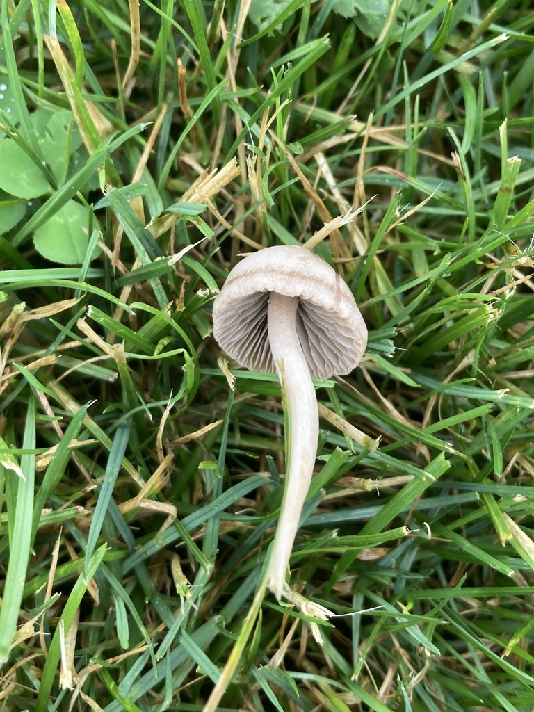 Banded Mottlegill from Orillia, ON, Canada on June 21, 2024 at 04:46 PM ...