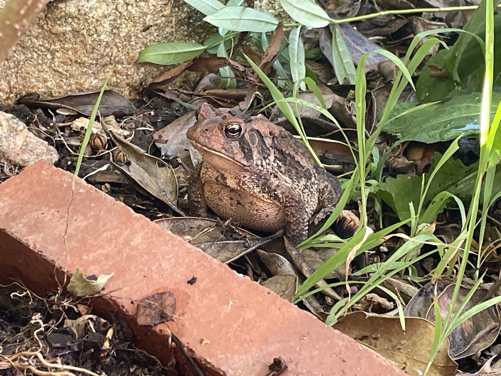 American Toad from Reid School Rd, Taylors, SC, US on June 21, 2024 at ...