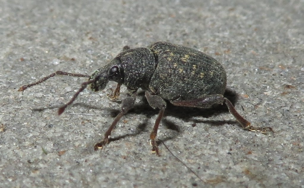Black Vine Weevil from Williston Park, NY, USA on June 21, 2024 at 10: ...