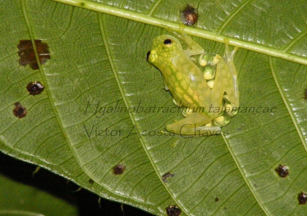 Green-striped Glass Frog in May 2011 by Víctor Acosta Chaves ...